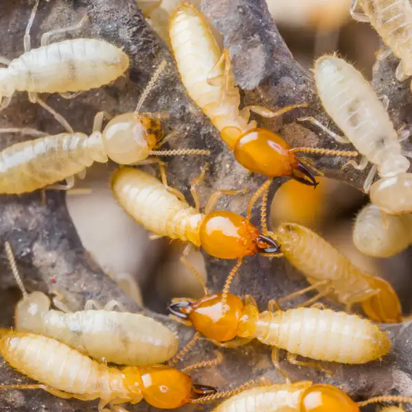 How To Inspect Your Home For Termites | DIY Termite Inspection